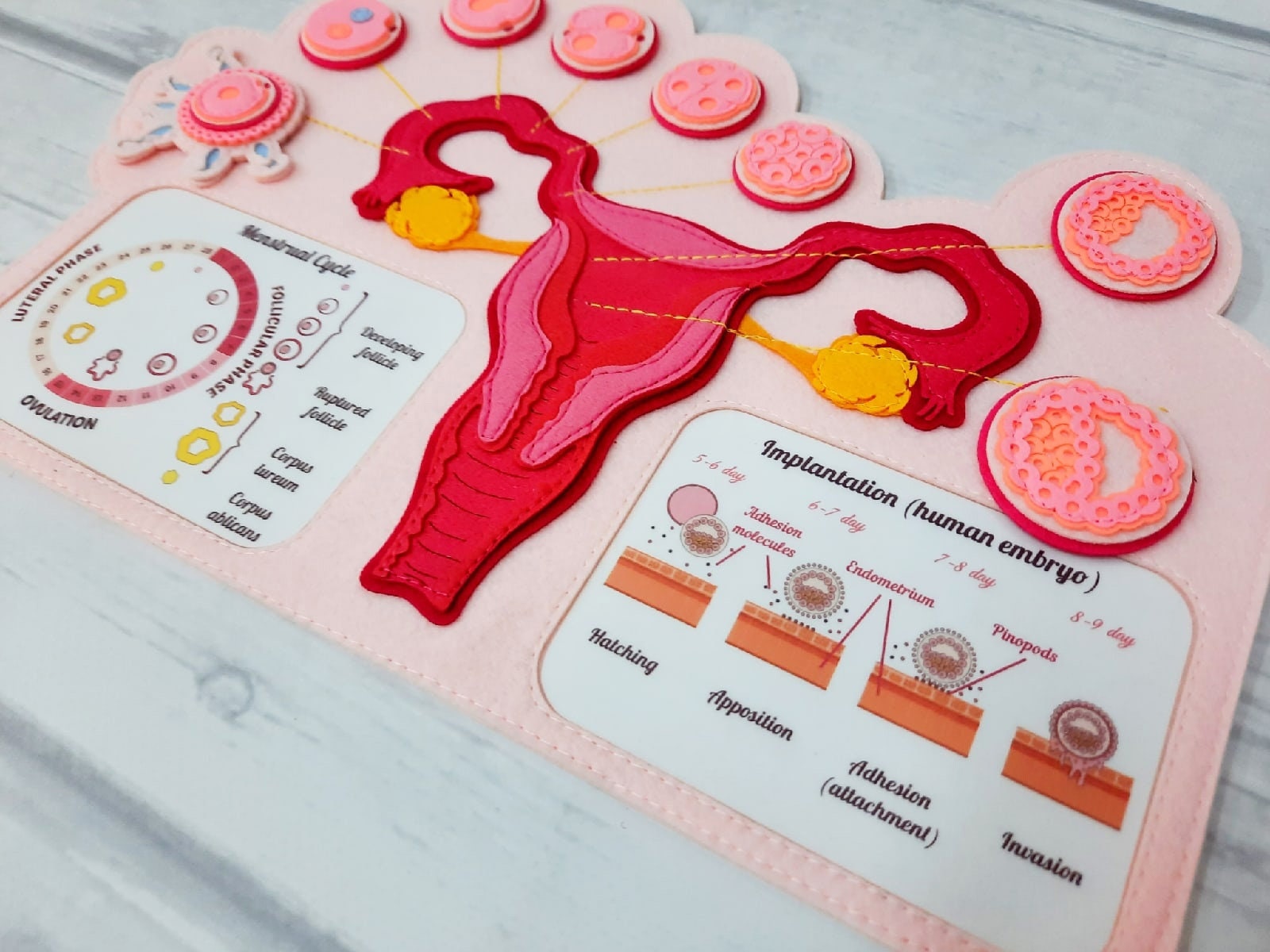 FEMALE FERTILIZATION Human Anatomy Educational Toy - Etsy