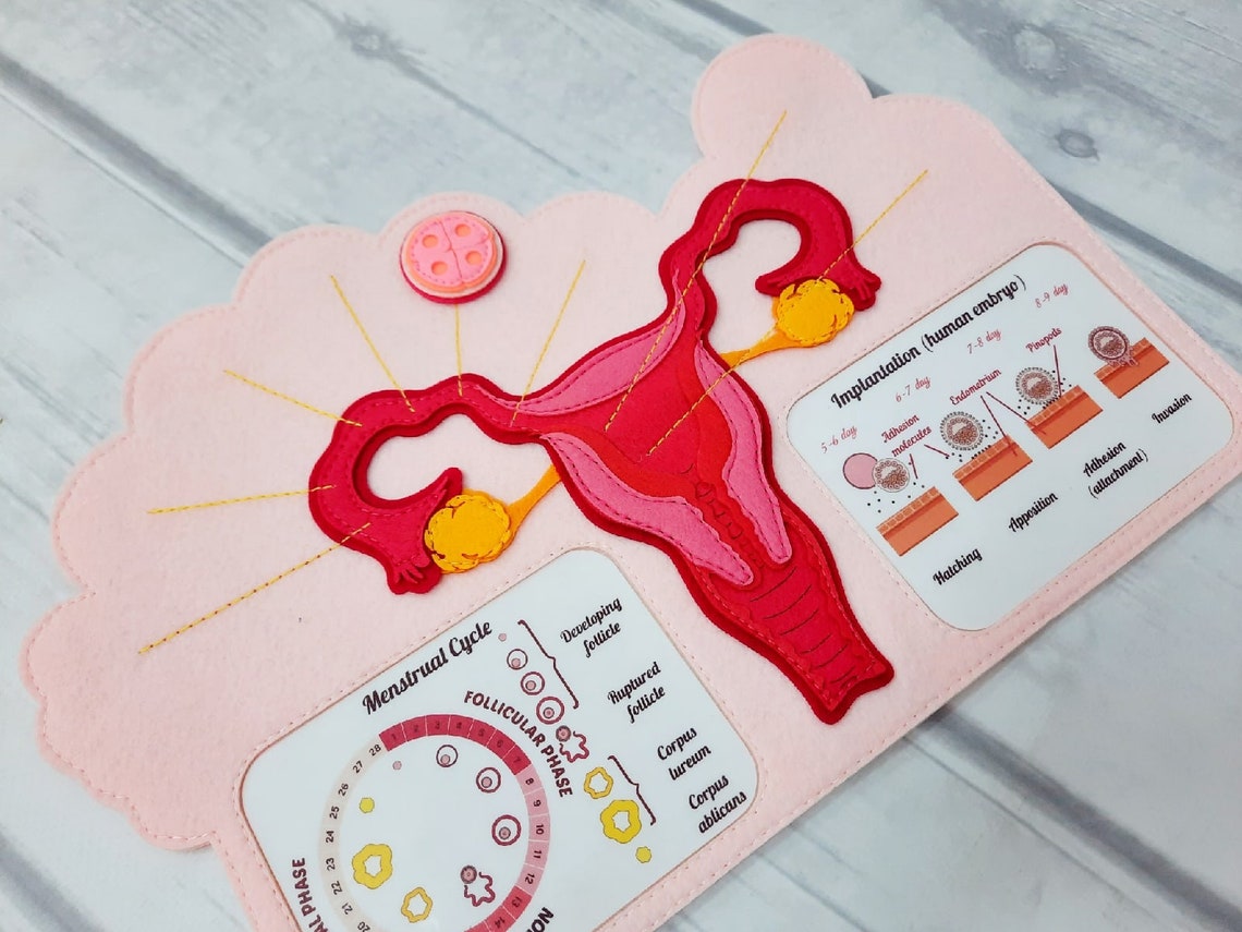 FEMALE FERTILIZATION Human Anatomy Educational Toy - Etsy