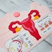 FEMALE FERTILIZATION, Human Anatomy, Educational Toy, Reproductive ...