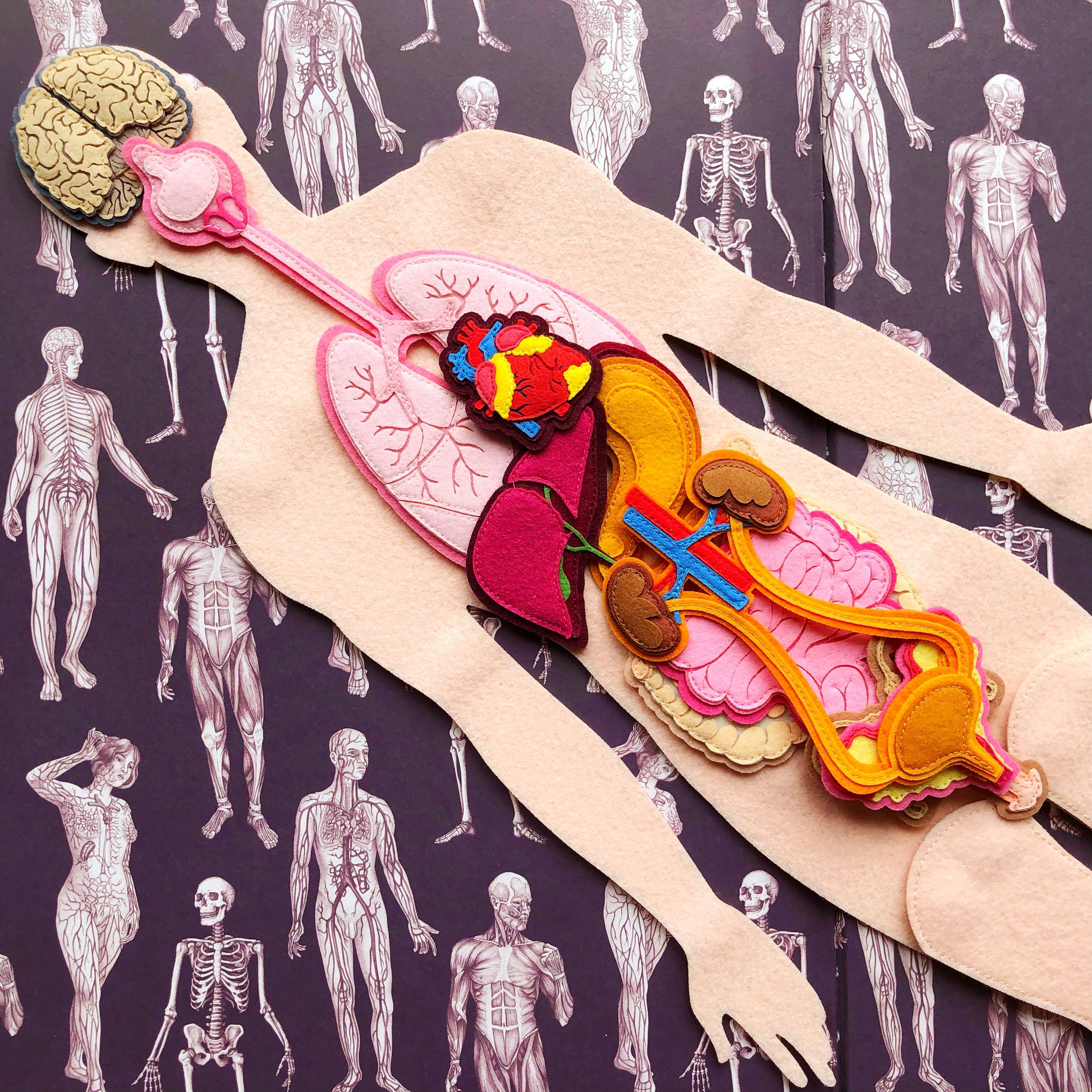 Anatomy Board FULL SET skeleton and Organsextra Large - Etsy