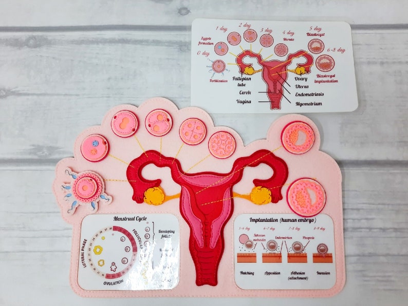 FEMALE FERTILIZATION, Human Anatomy, Educational Toy, Reproductive ...