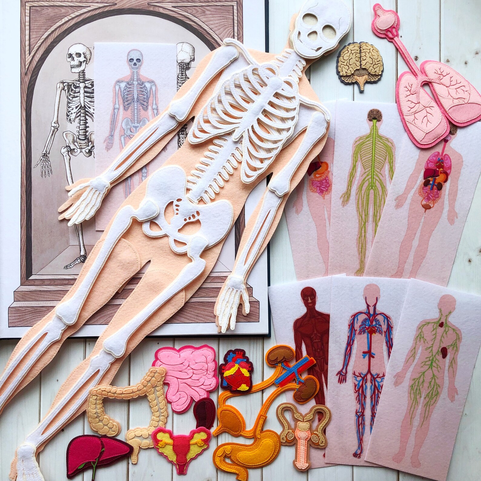Anatomy Board FULL SET skeleton and Organsextra Large - Etsy