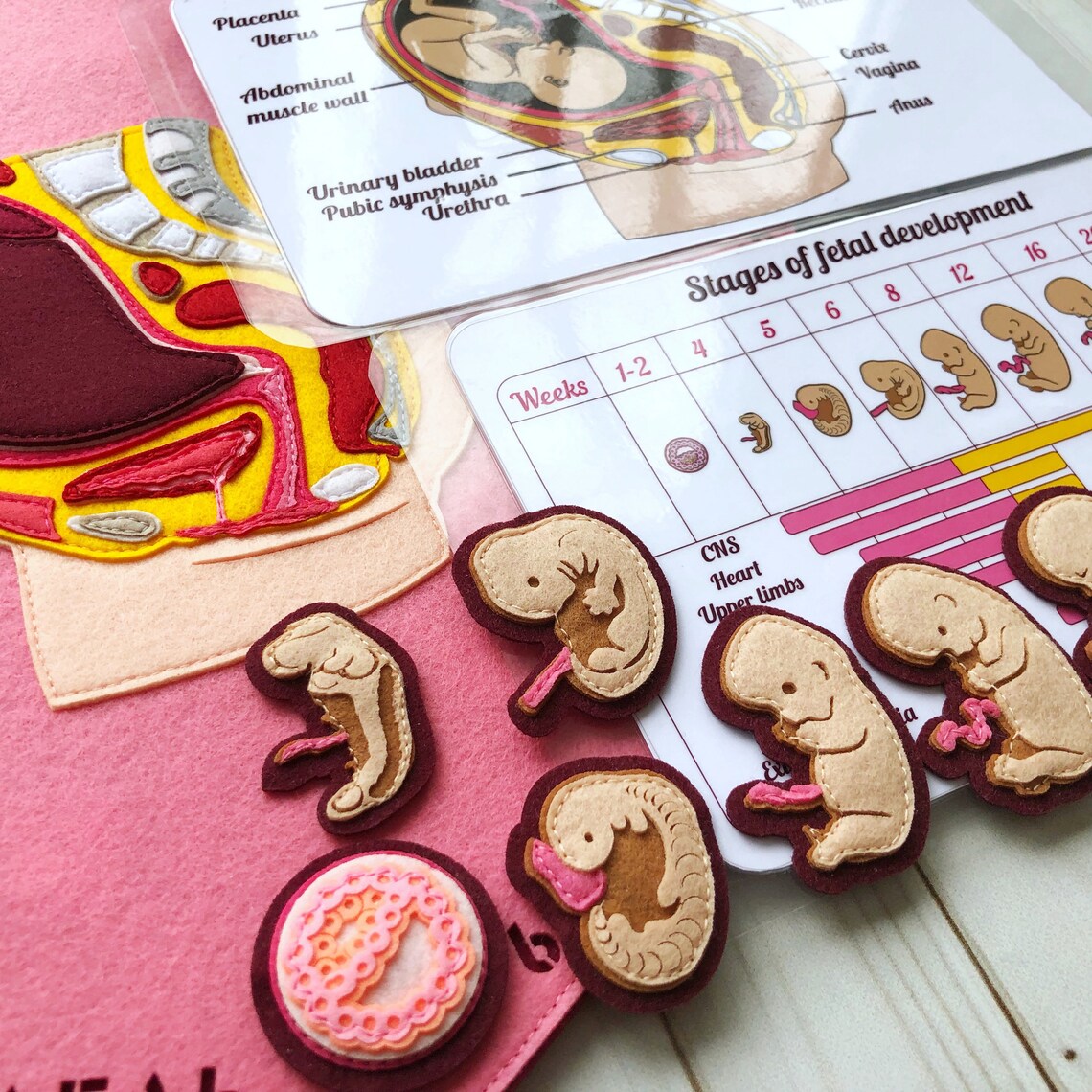 DEVELOPMENT HUMAN EMBRYO Anatomy Board Fetal Development - Etsy