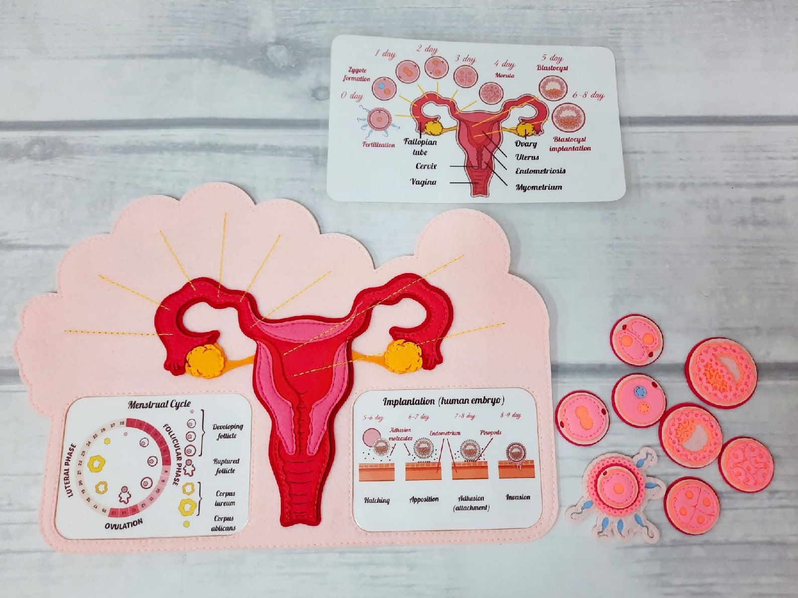 FEMALE FERTILIZATION, Human Anatomy, Educational Toy, Reproductive ...