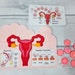 FEMALE FERTILIZATION, Human Anatomy, Educational Toy, Reproductive ...