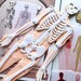 Anatomy Board, FULL SET skeleton and Organs,extra Large Human Anatomy ...
