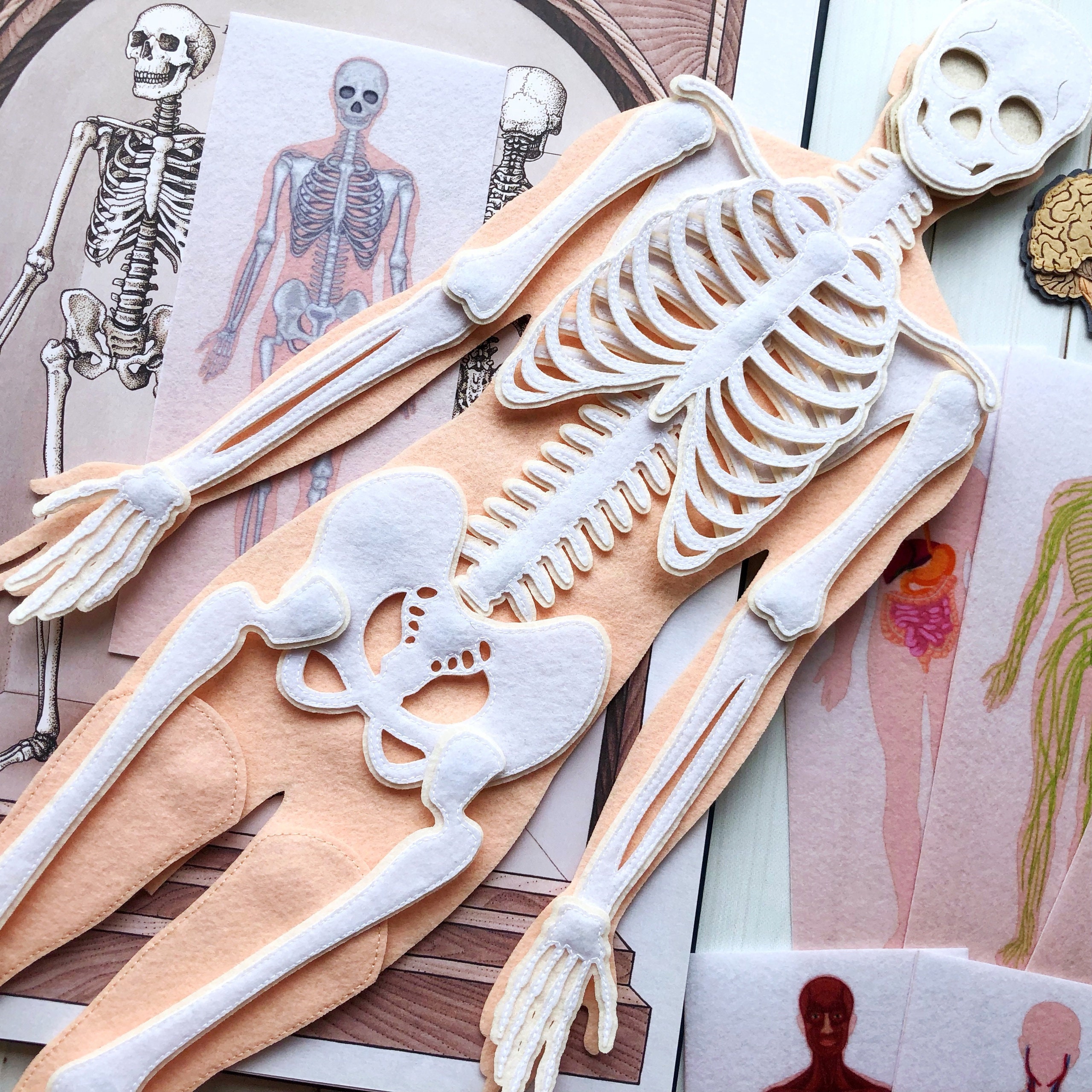 Anatomy Board FULL SET skeleton and Organsextra Large - Etsy