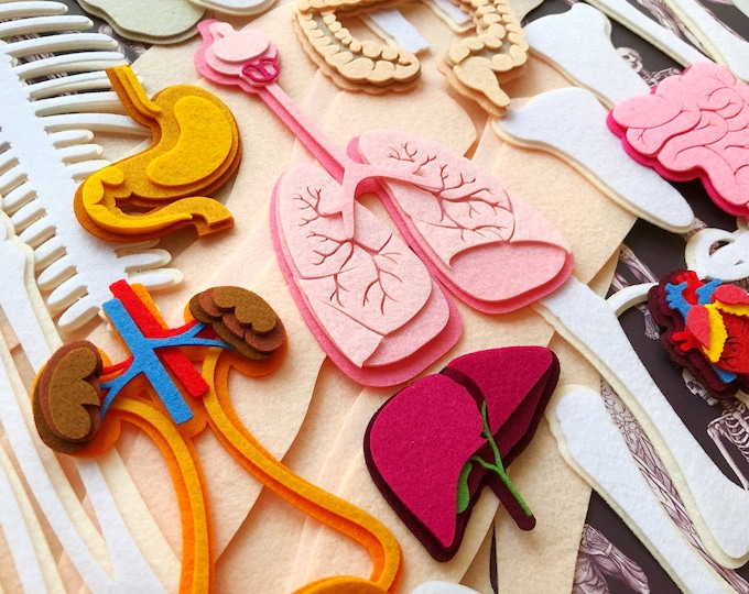 FULL SET skeleton and Organs,laser Cut Parts,large Human Anatomy ...