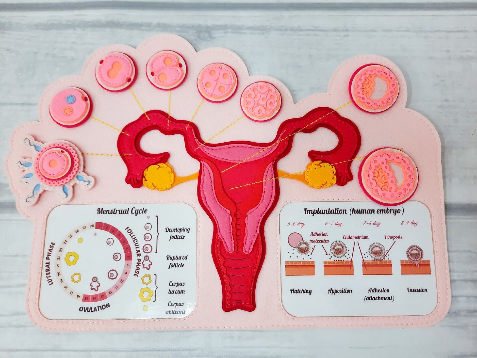 FEMALE FERTILIZATION Human Anatomy Educational Toy - Etsy