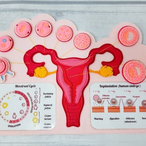 FEMALE FERTILIZATION, Human Anatomy, Educational Toy, Reproductive ...