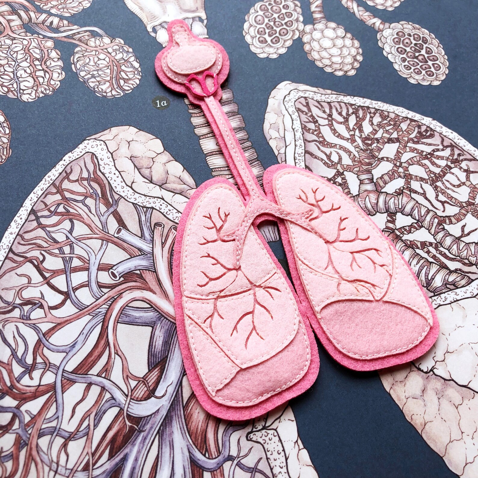 Anatomy Board FULL SET skeleton and Organsextra Large - Etsy