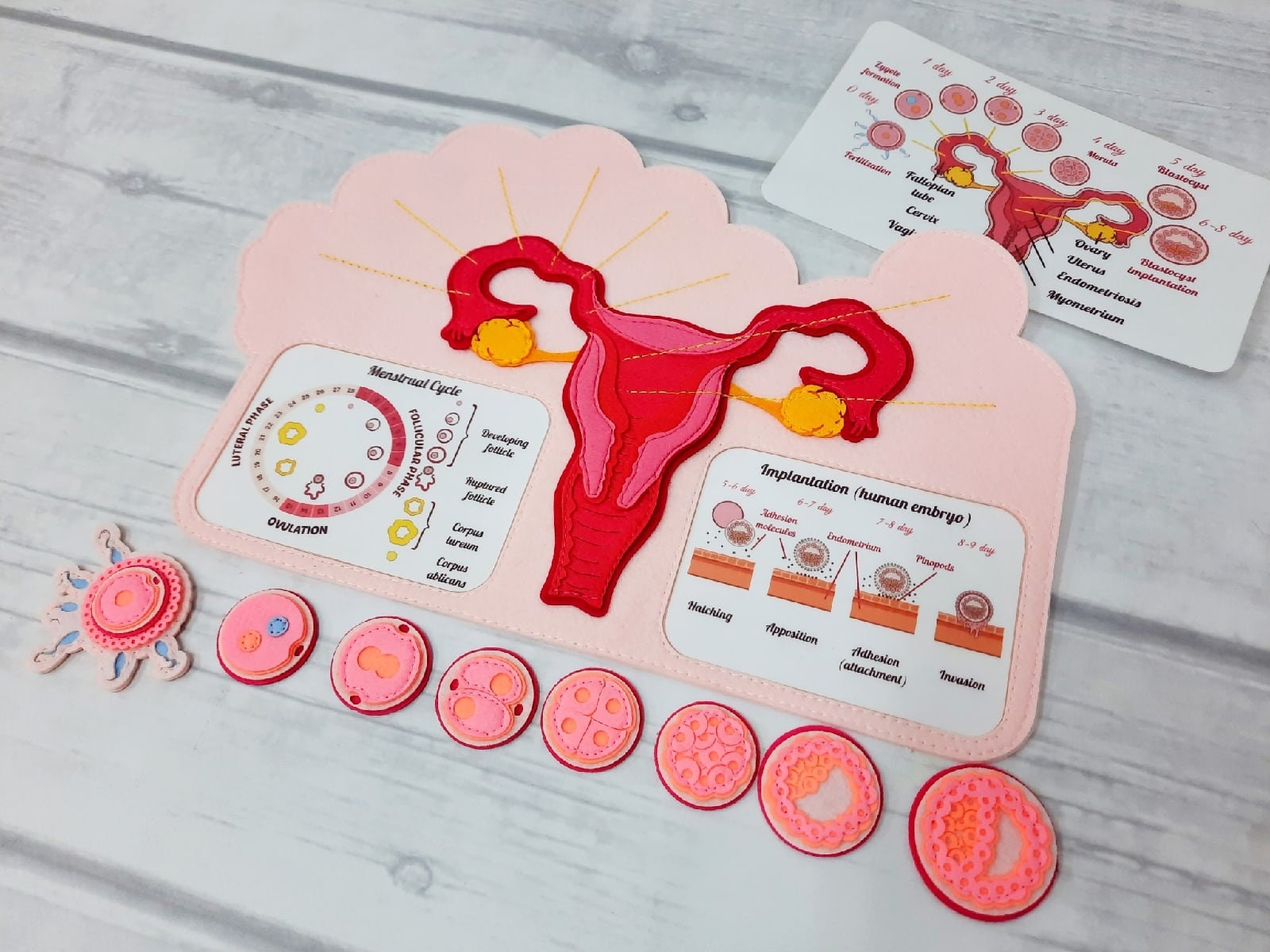 FEMALE FERTILIZATION, Human Anatomy, Educational Toy, Reproductive ...