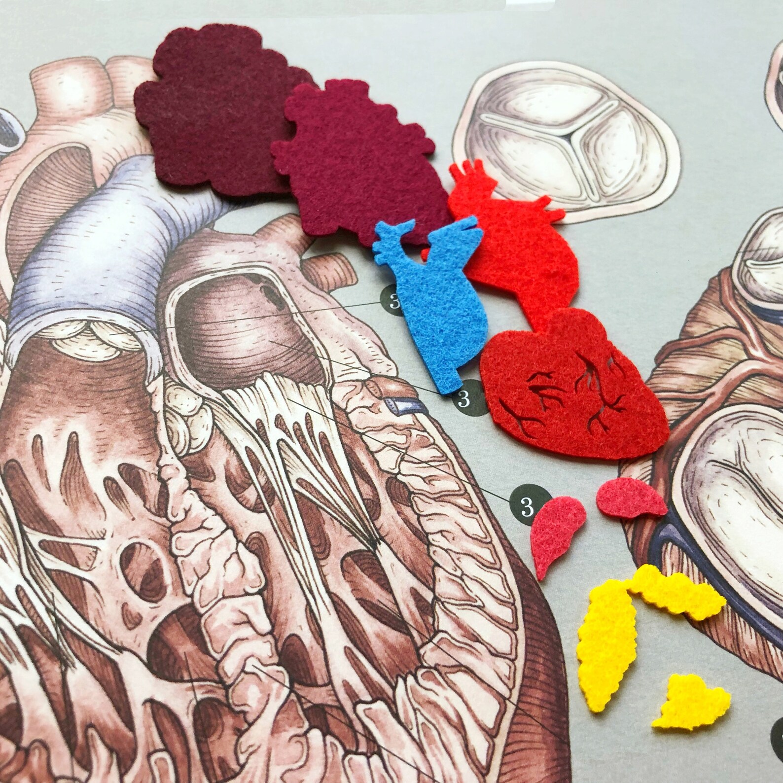 FULL SET skeleton and Organs,laser Cut Parts,large Human Anatomy ...