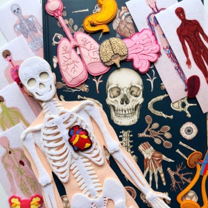 Anatomy Board FULL SET skeleton and Organsextra Large - Etsy