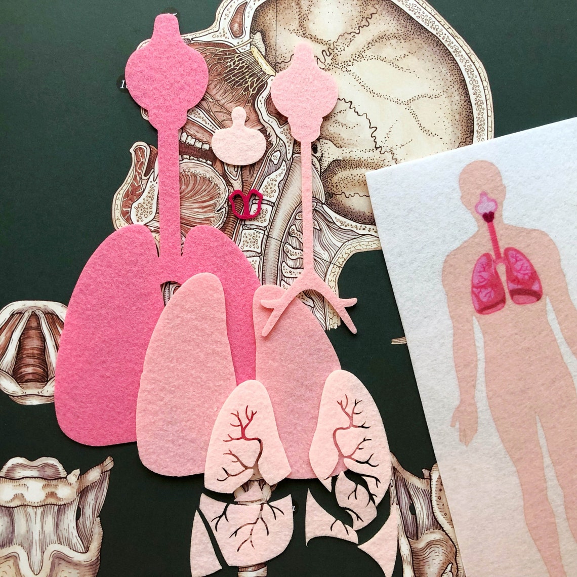 CONJUNTO COMPLETO esqueleto y órganos, piezas cortadas con láser, anatomía humana grande ...