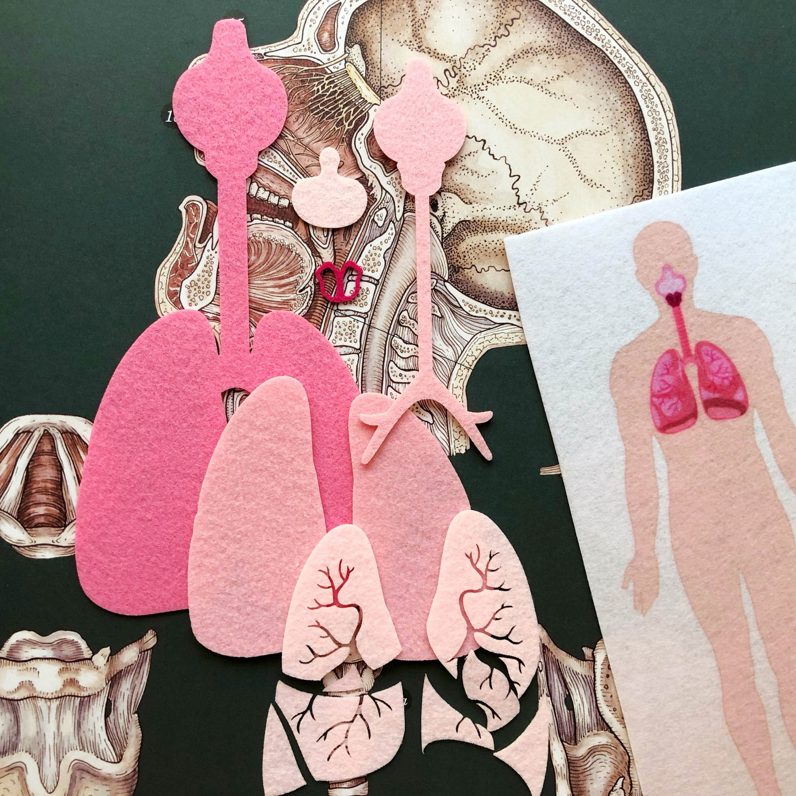 FULL SET skeleton and Organs,laser Cut Parts,large Human Anatomy ...