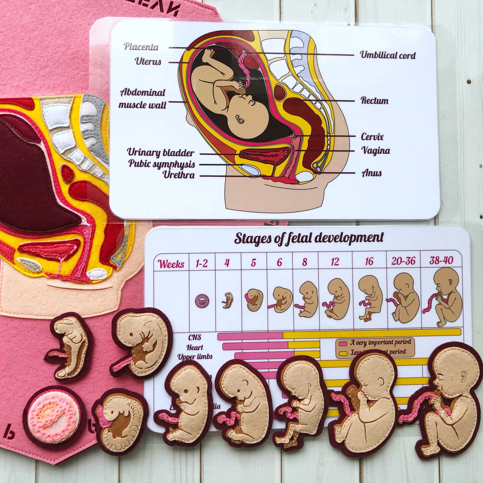 DEVELOPMENT HUMAN EMBRYO Anatomy Board Fetal Development - Etsy