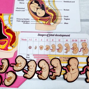 DEVELOPMENT HUMAN EMBRYO, Anatomy Board, Fetal Development ...