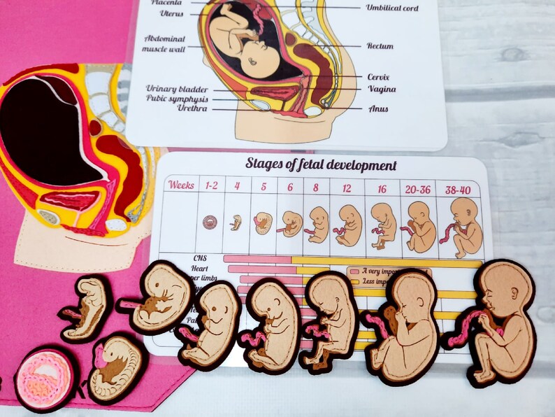 DEVELOPMENT HUMAN EMBRYO, Anatomy Board, Fetal Development ...