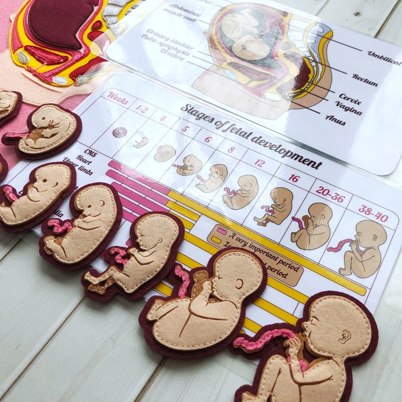 DEVELOPMENT HUMAN EMBRYO Anatomy Board Fetal Development - Etsy