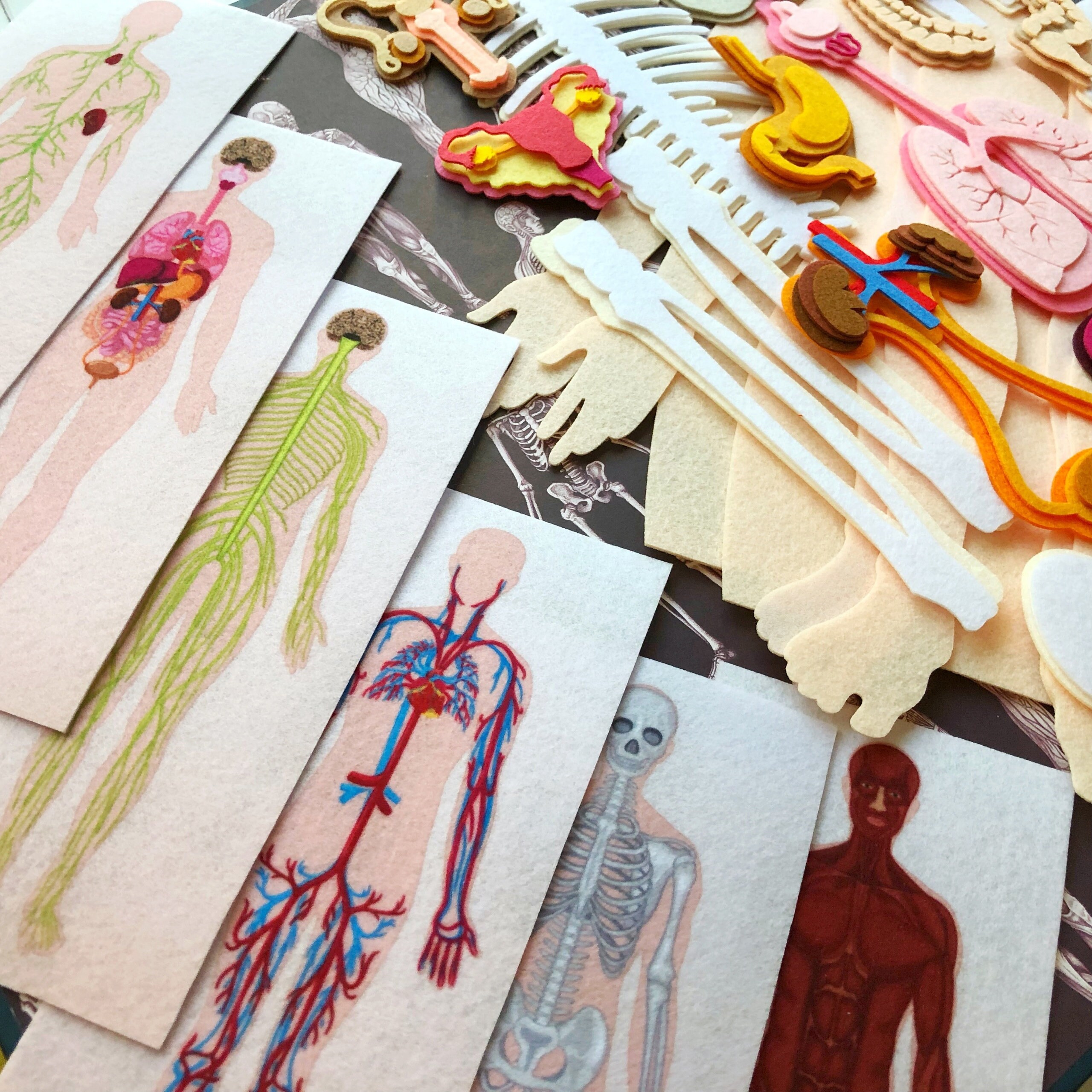 FULL SET skeleton and Organs,laser Cut Parts,large Human Anatomy ...