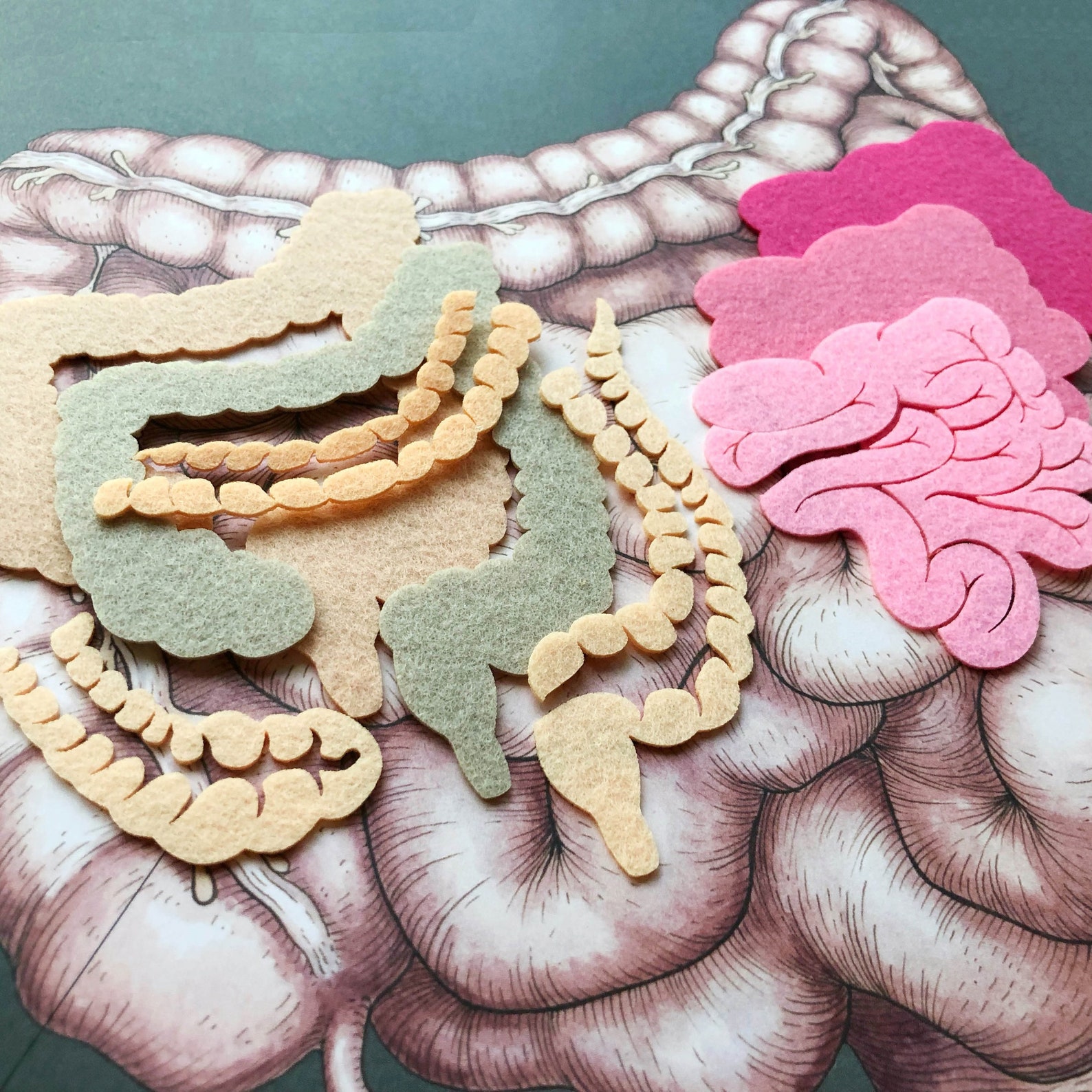 FULL SET skeleton and Organs,laser Cut Parts,large Human Anatomy ...