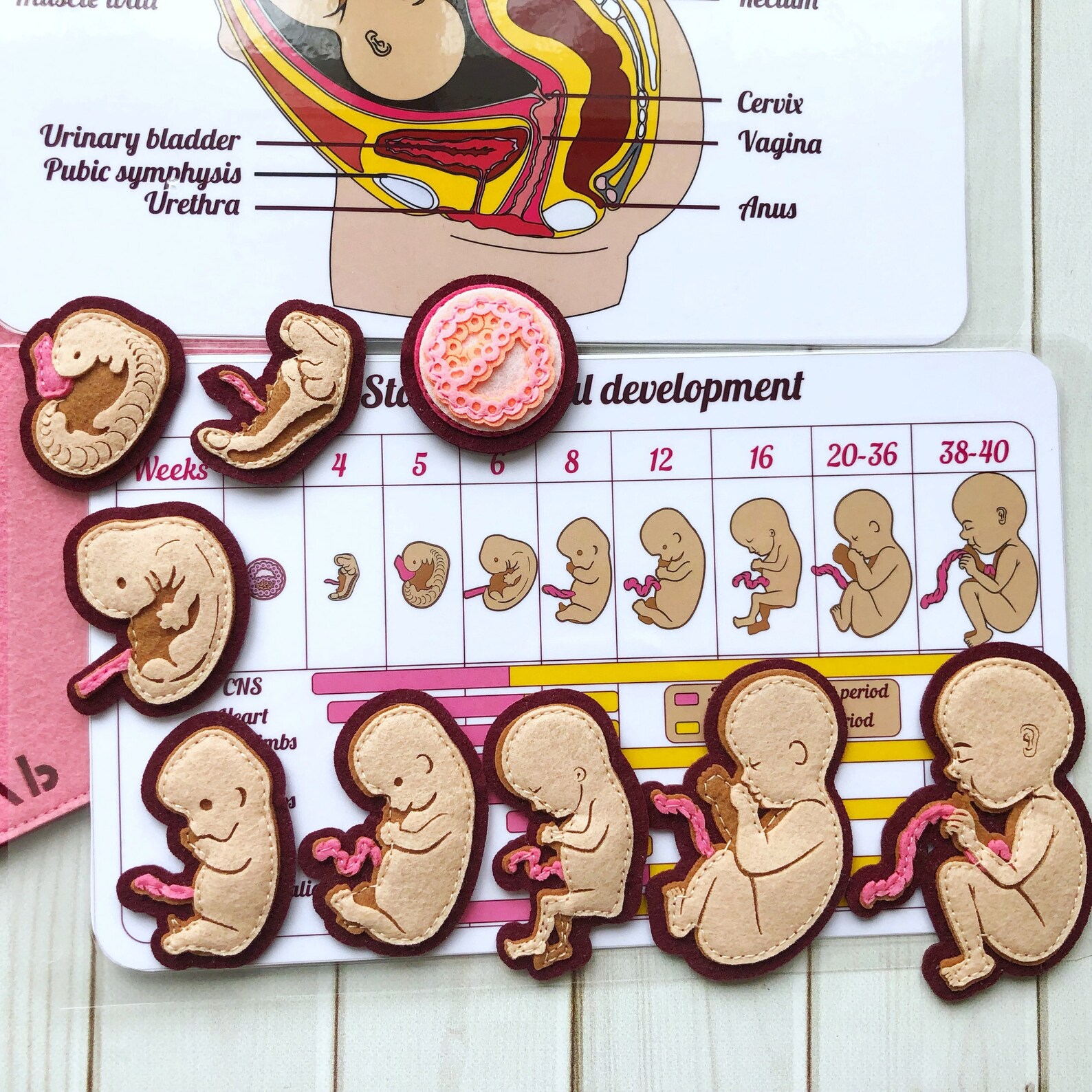 DEVELOPMENT HUMAN EMBRYO, Anatomy Board, Fetal Development ...
