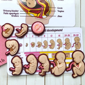 DEVELOPMENT HUMAN EMBRYO, Anatomy Board, Fetal Development ...