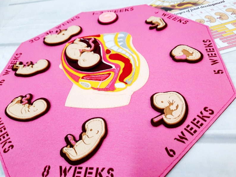 DEVELOPMENT HUMAN EMBRYO Anatomy Board Fetal Development - Etsy