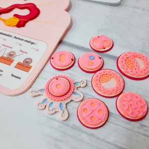 FEMALE FERTILIZATION, Human Anatomy, Educational Toy, Reproductive ...