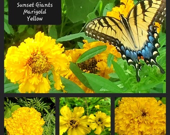 Lemon Drop Marigold - Etsy