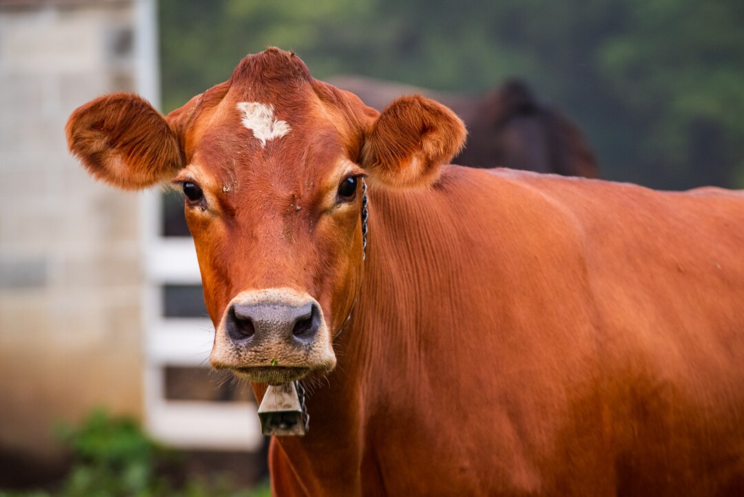 A Very Pretty Cow - Framed Print - Etsy