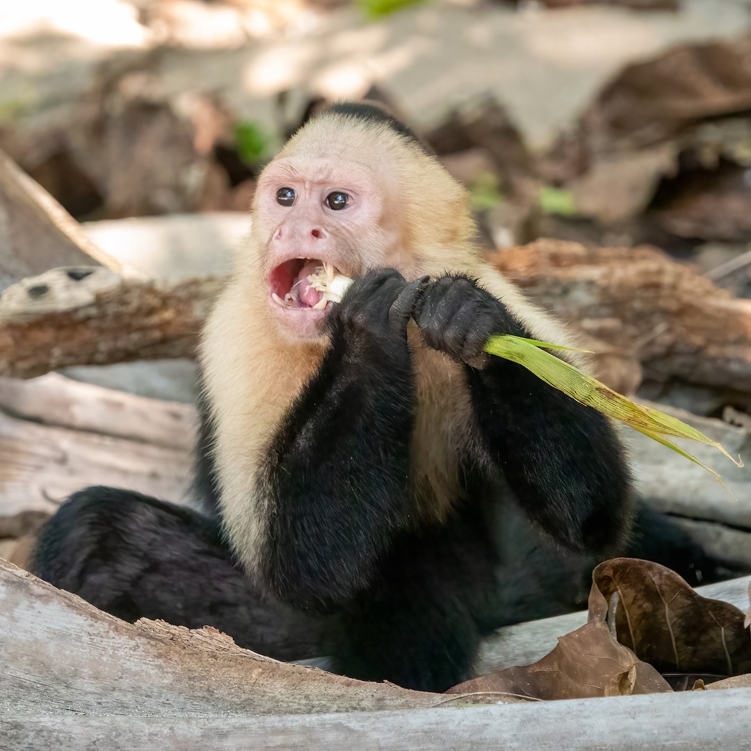 Capuchin Monkey Eating on the Beach in Costa Rica - Etsy