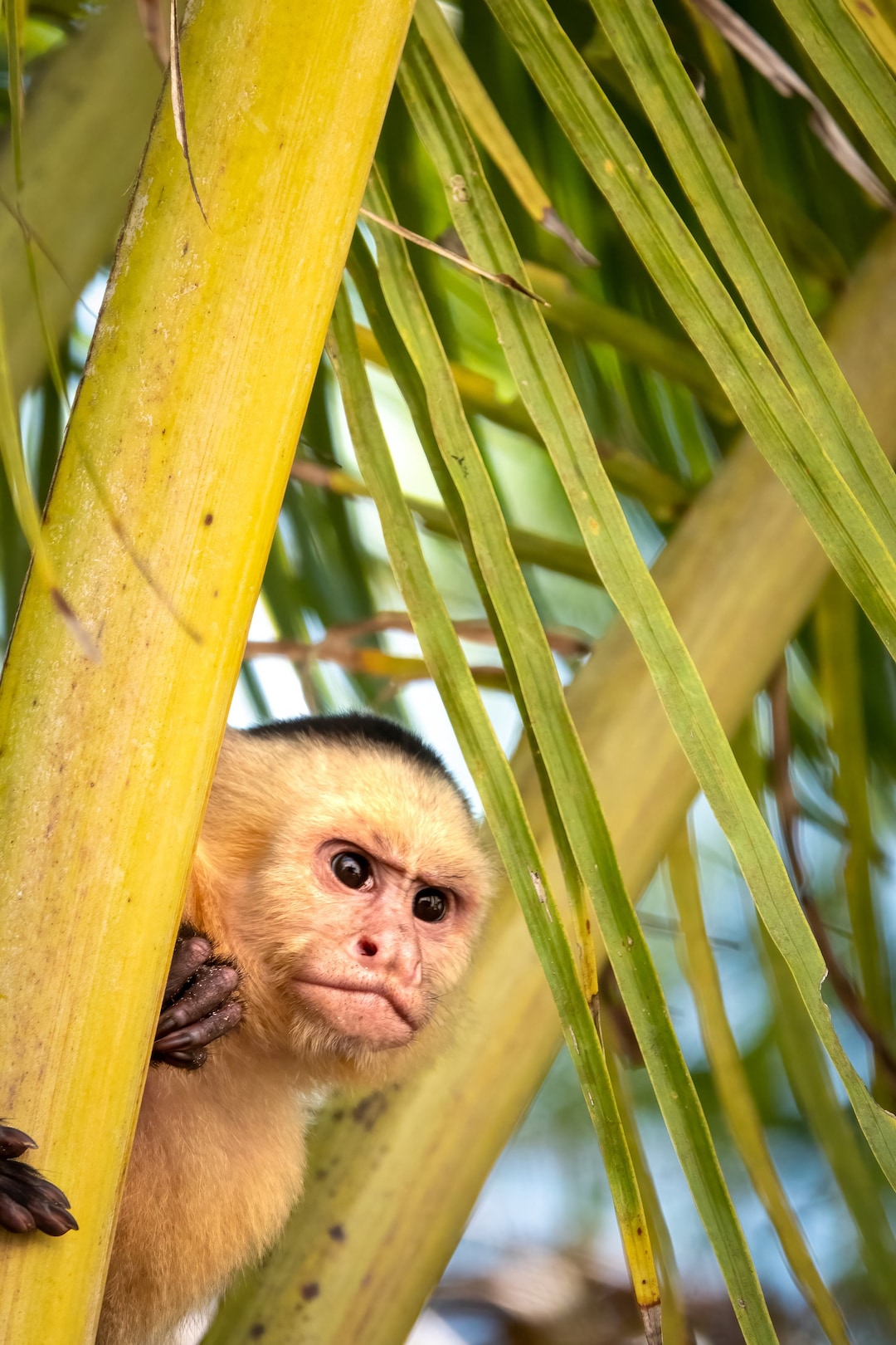 Capuchin Monkey on the Beach in Costa Rica - Etsy