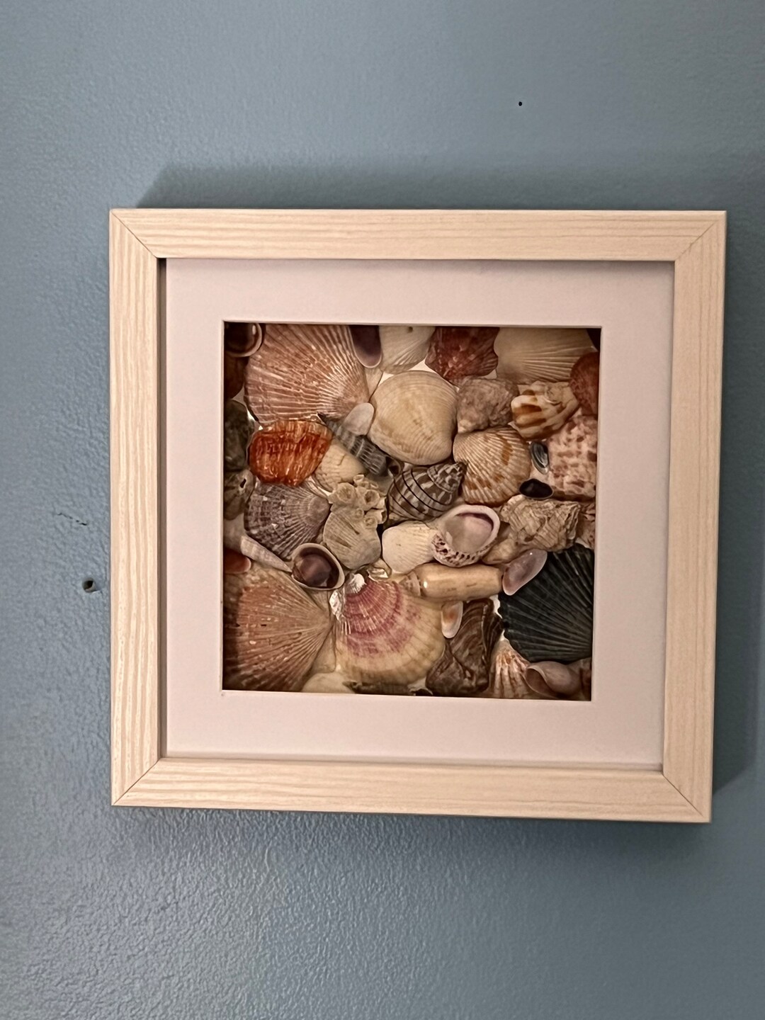 Seashell Collage in 7x7” Wall Frame. - Etsy