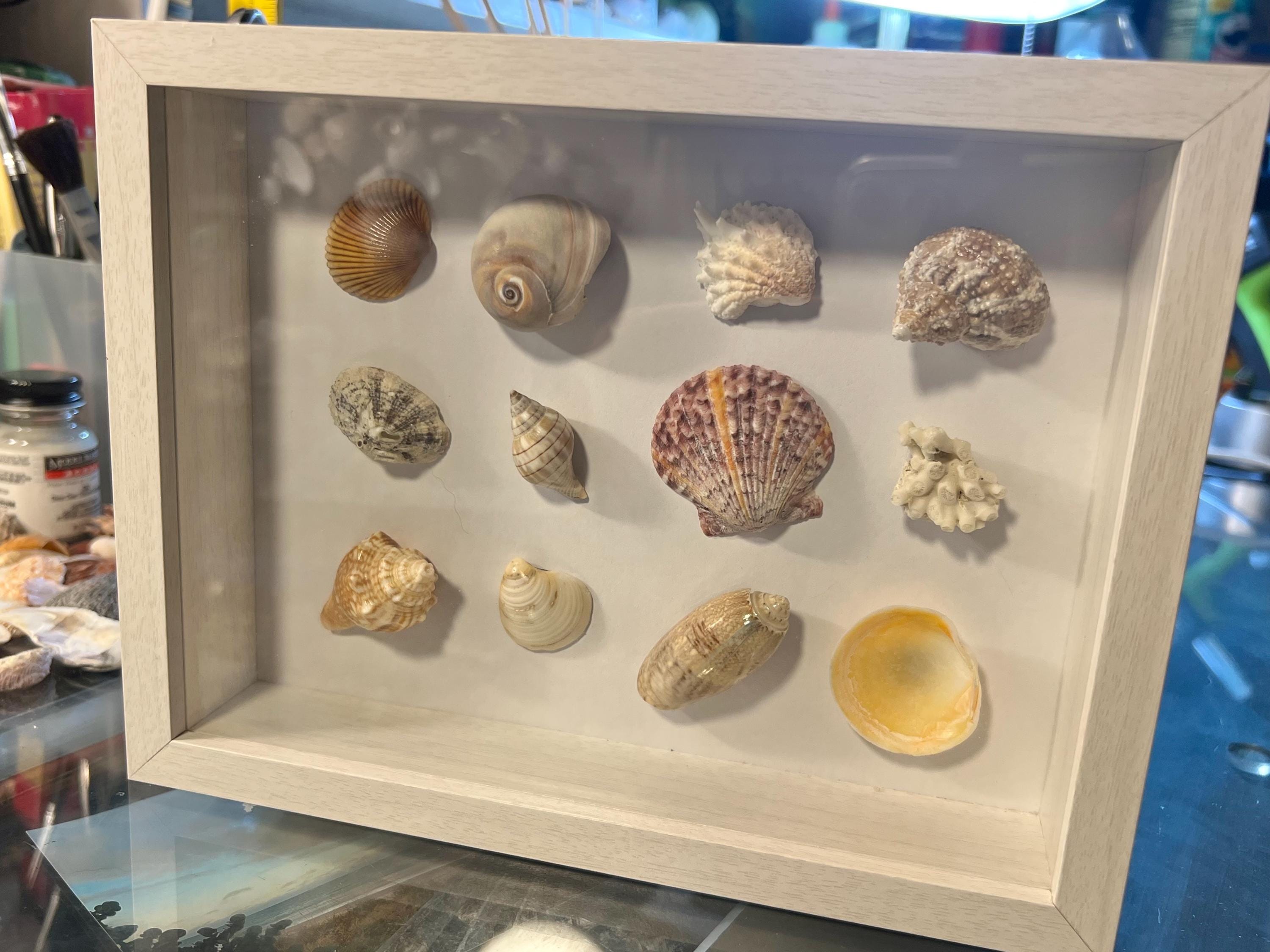 Variety Shells on Display Frame #25-9. White - 6-5/8 X 8-5/8”, 1-7/8 ...