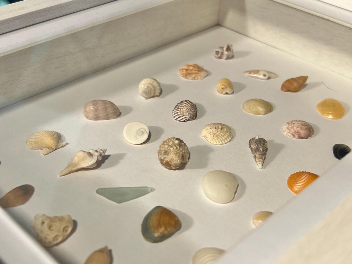 Variety Shells on Display Frame #25-11. White - 6-5/8 X 8-5/8”, 1-7/8 ...