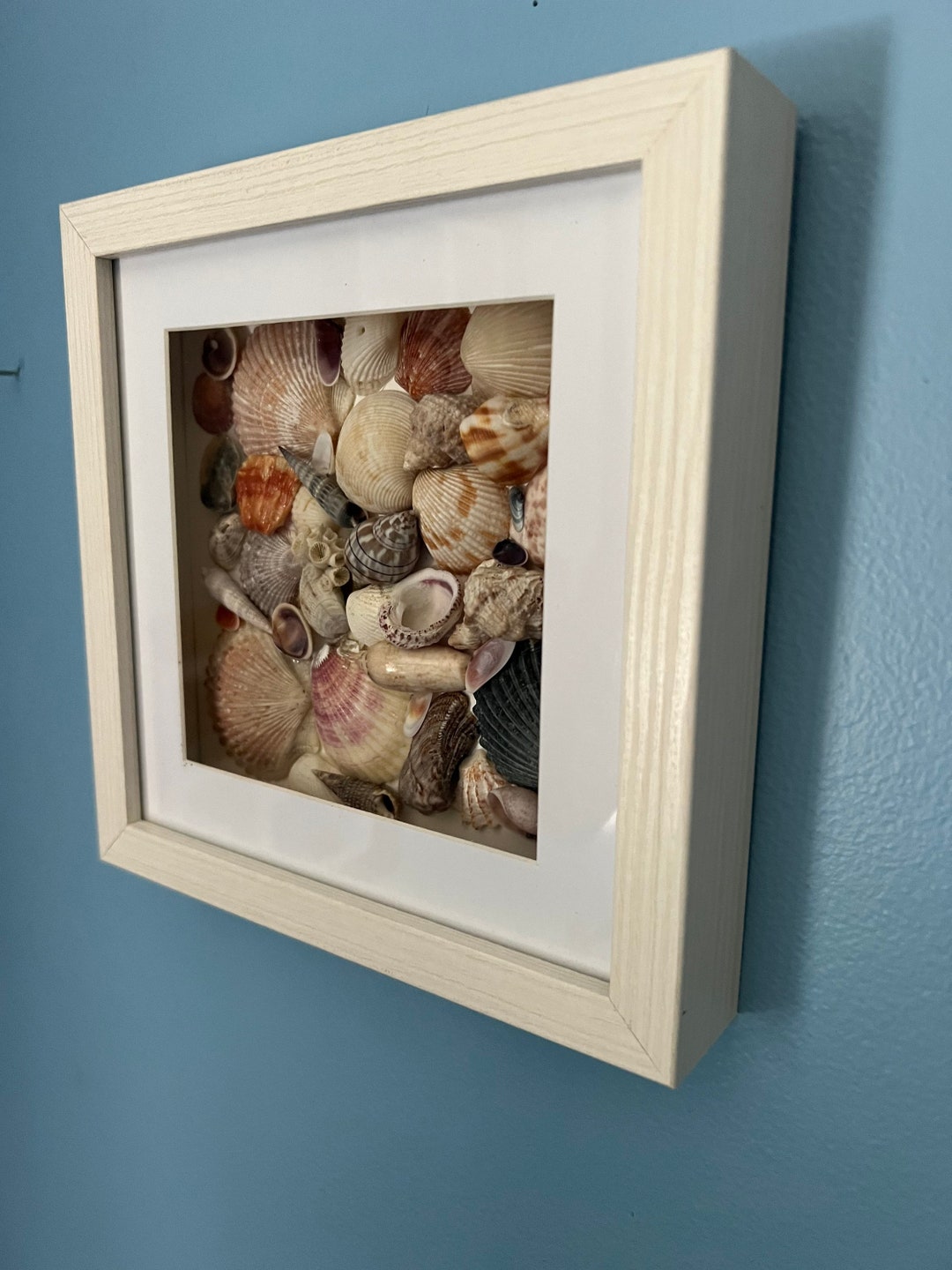 7x7 Seashells on Display Wall Frame. - Etsy