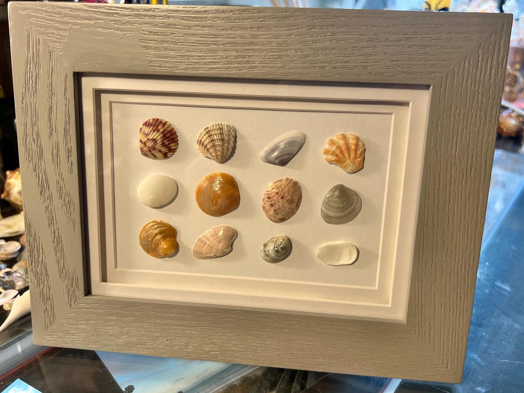Variety Shells on Display Frame #25-8. Gray - 7x9”, 3/4” Deep - Etsy