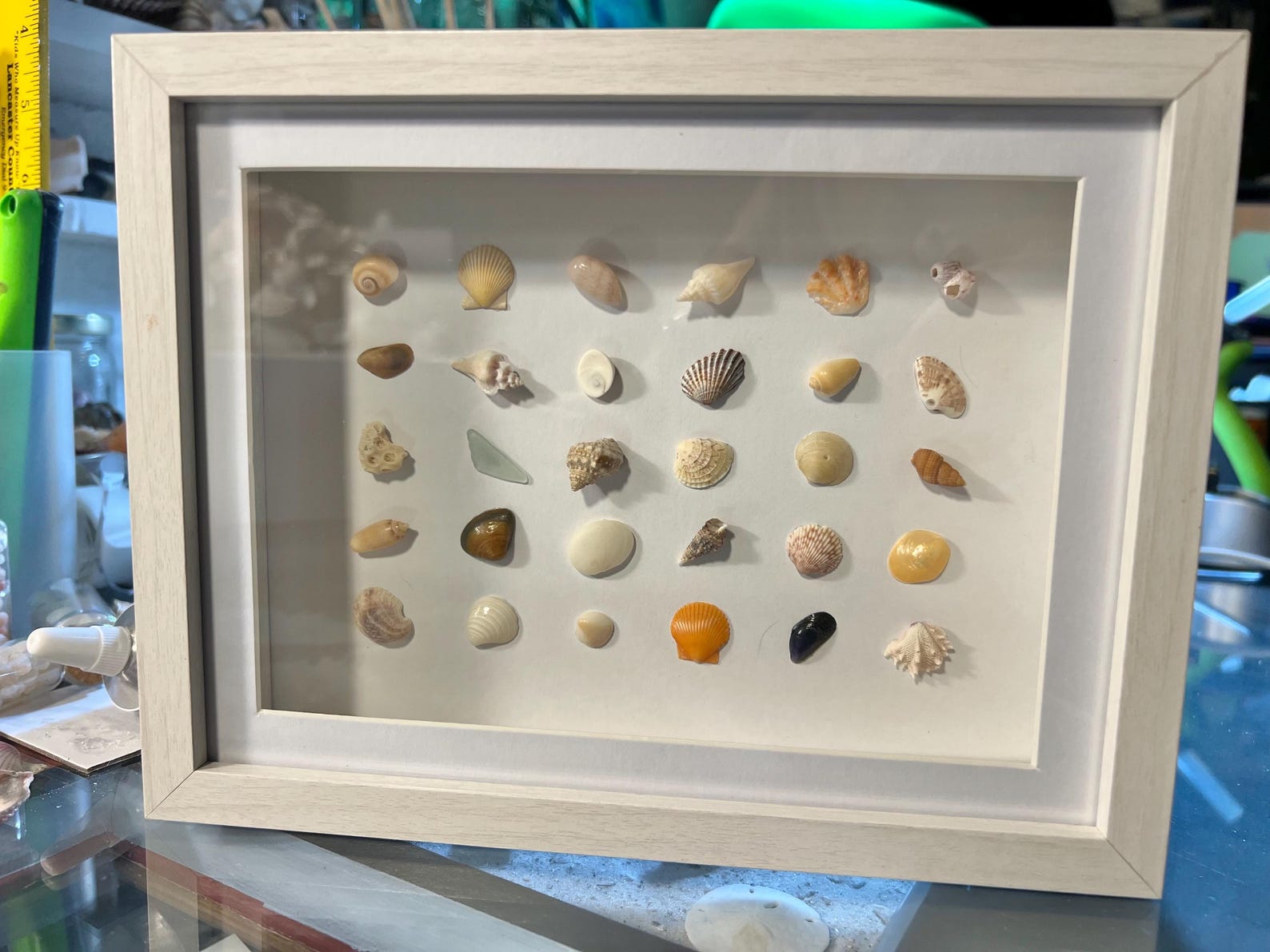 Variety Shells on Display Frame #25-11. White - 6-5/8 X 8-5/8”, 1-7/8 ...