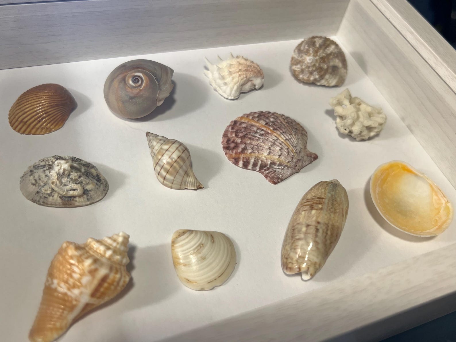 Variety Shells on Display Frame #25-9. White - 6-5/8 X 8-5/8”, 1-7/8 ...