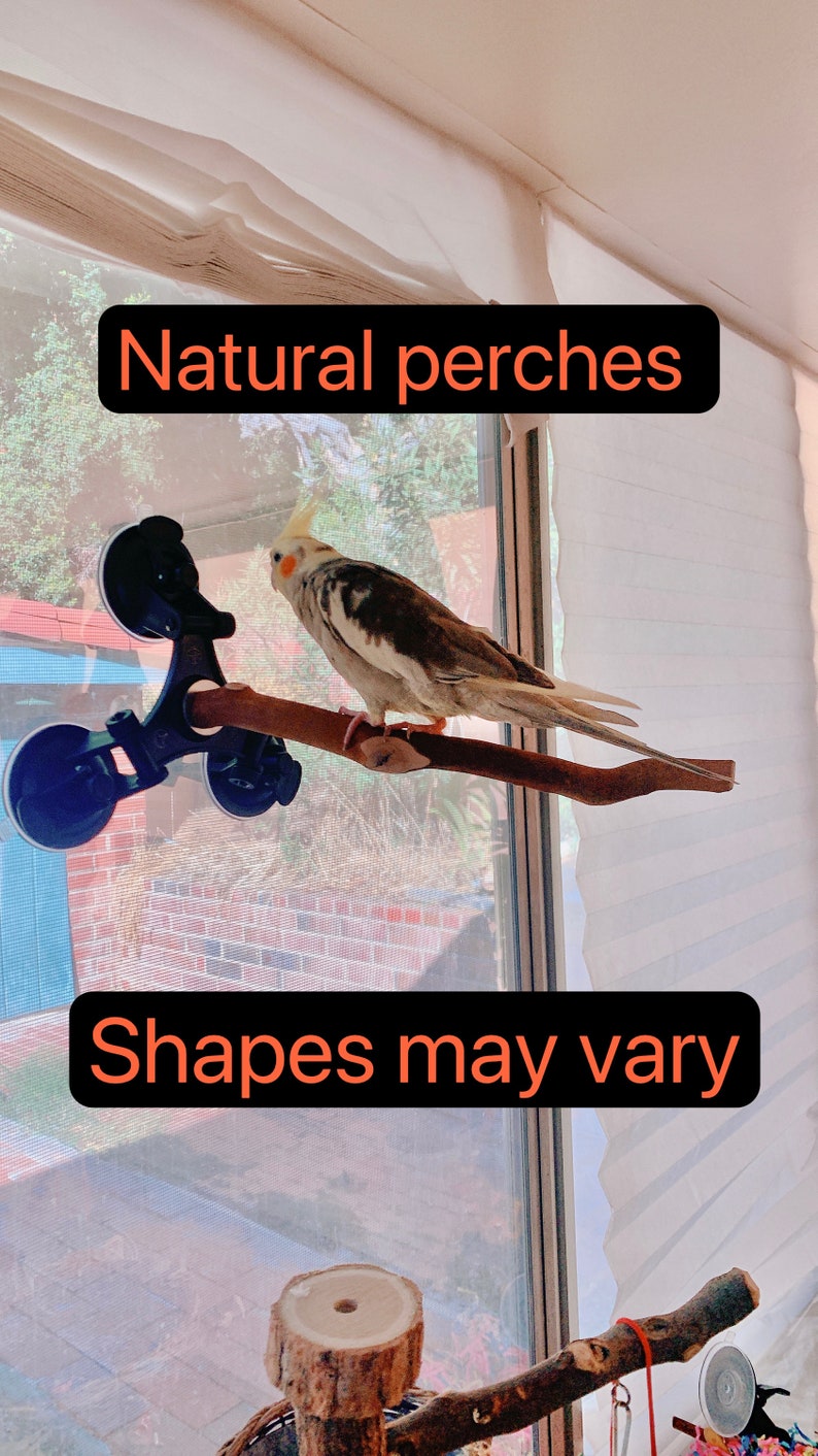 10 Inches Strong Grid Portable 3 Suction Cup Natural Wooden Parrot ...