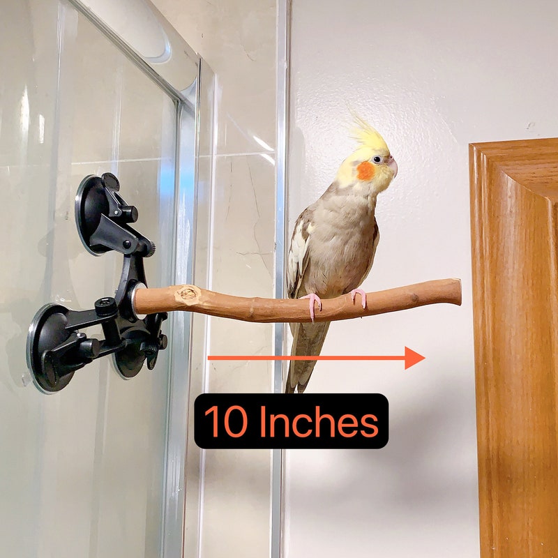 Suction Cup Perch - Etsy