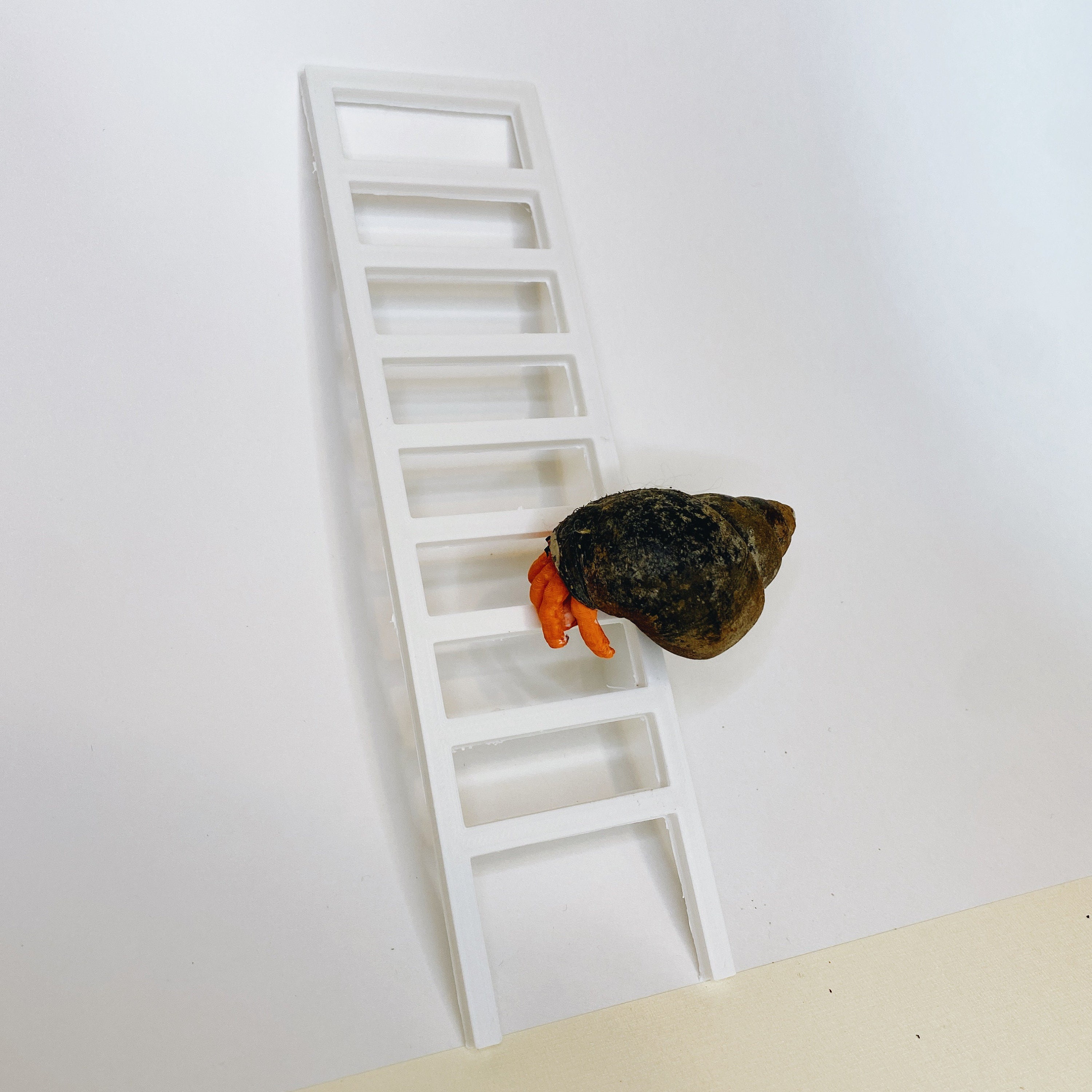 Hermit Crab Climbing Ladder - Etsy