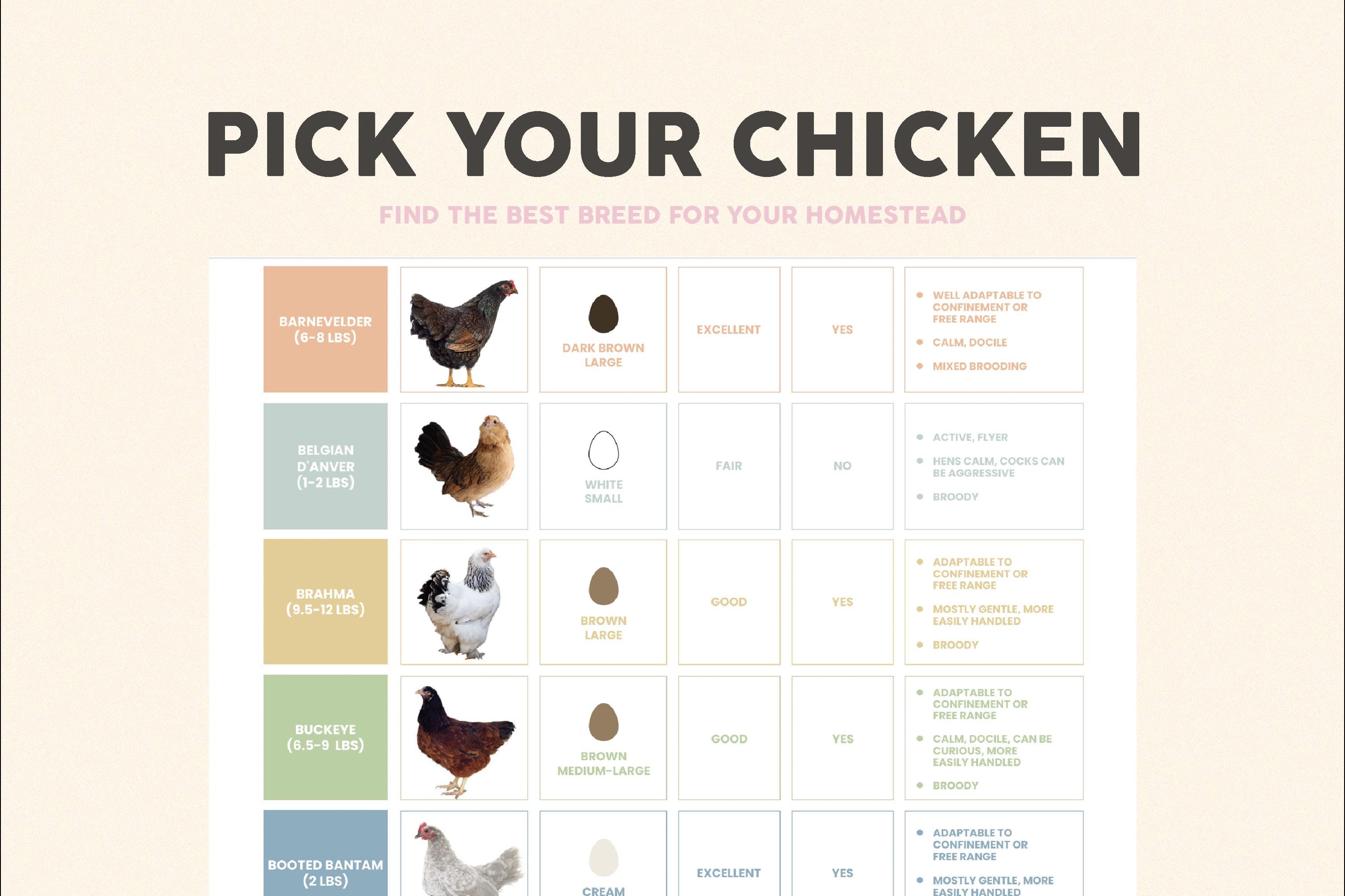Chicken Breed Guide | 42 Popular Breeds | Egg Laying & Care Info - Etsy