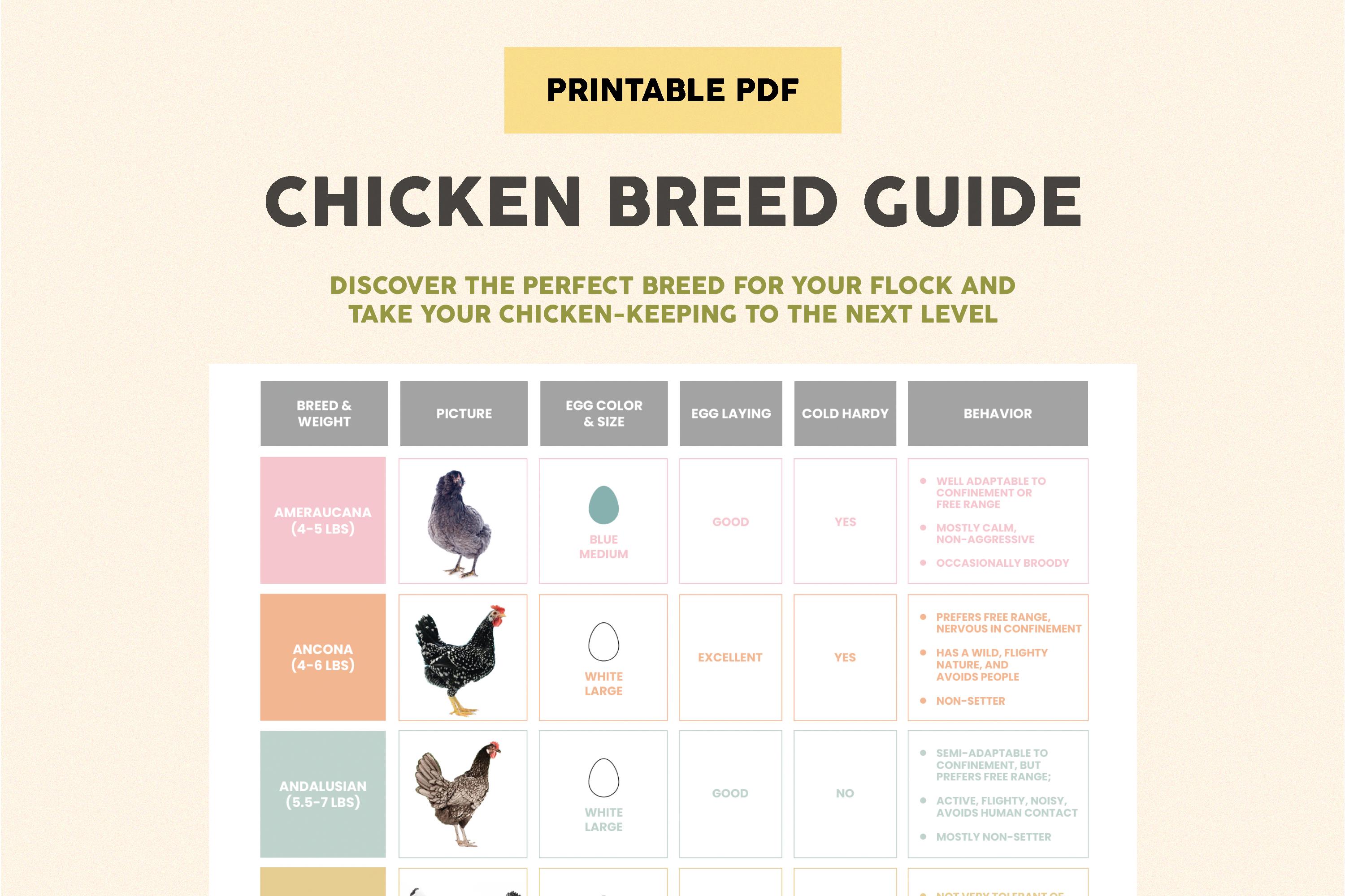 Chicken Breed Guide | 42 Popular Breeds | Egg Laying & Care Info - Etsy