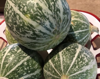 Coyote Gourd 10 SEEDS Edible Desert Pumpkin Fruit Cucurbita Californica ...