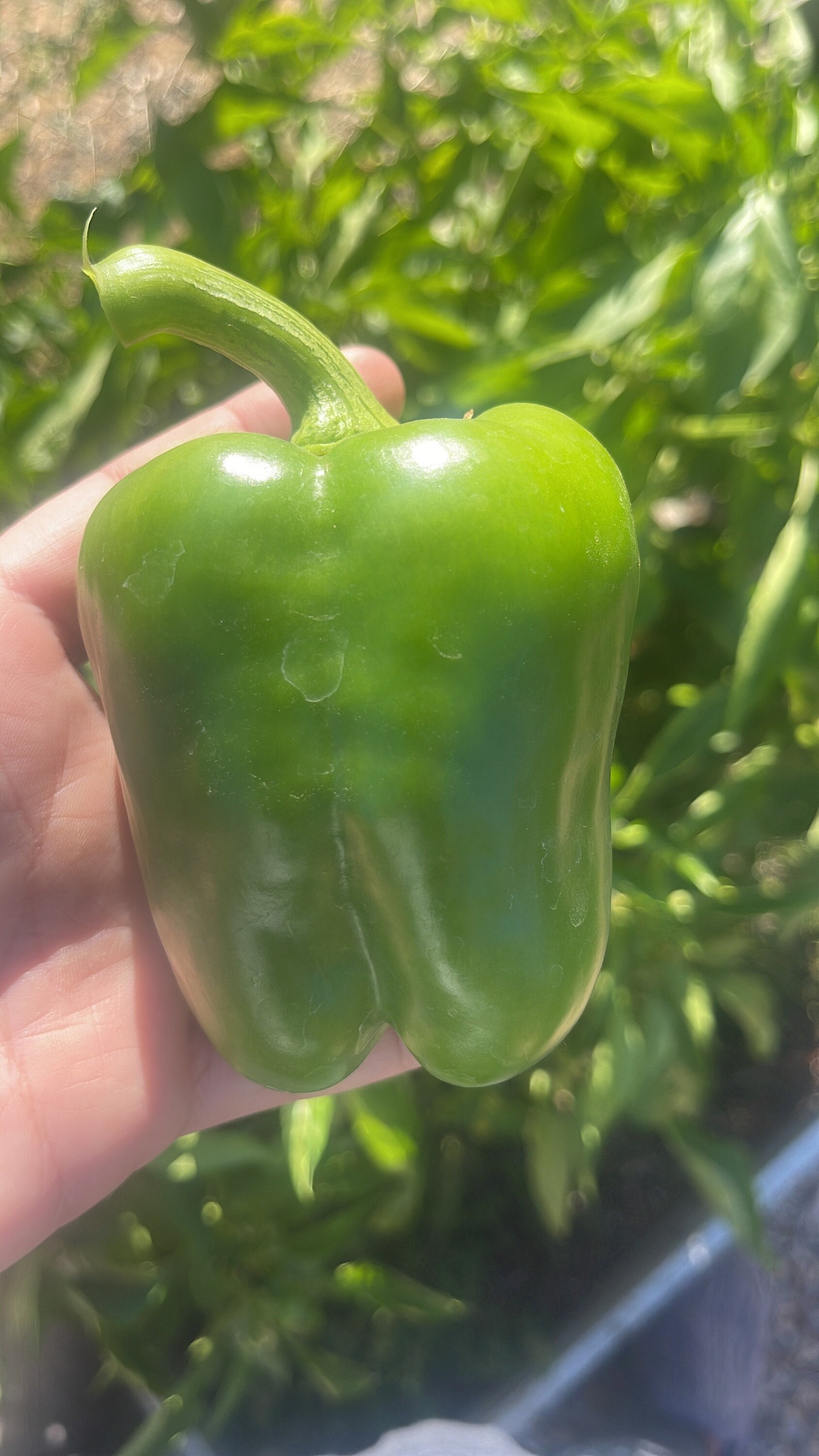 California Wonder Bell Pepper - Etsy