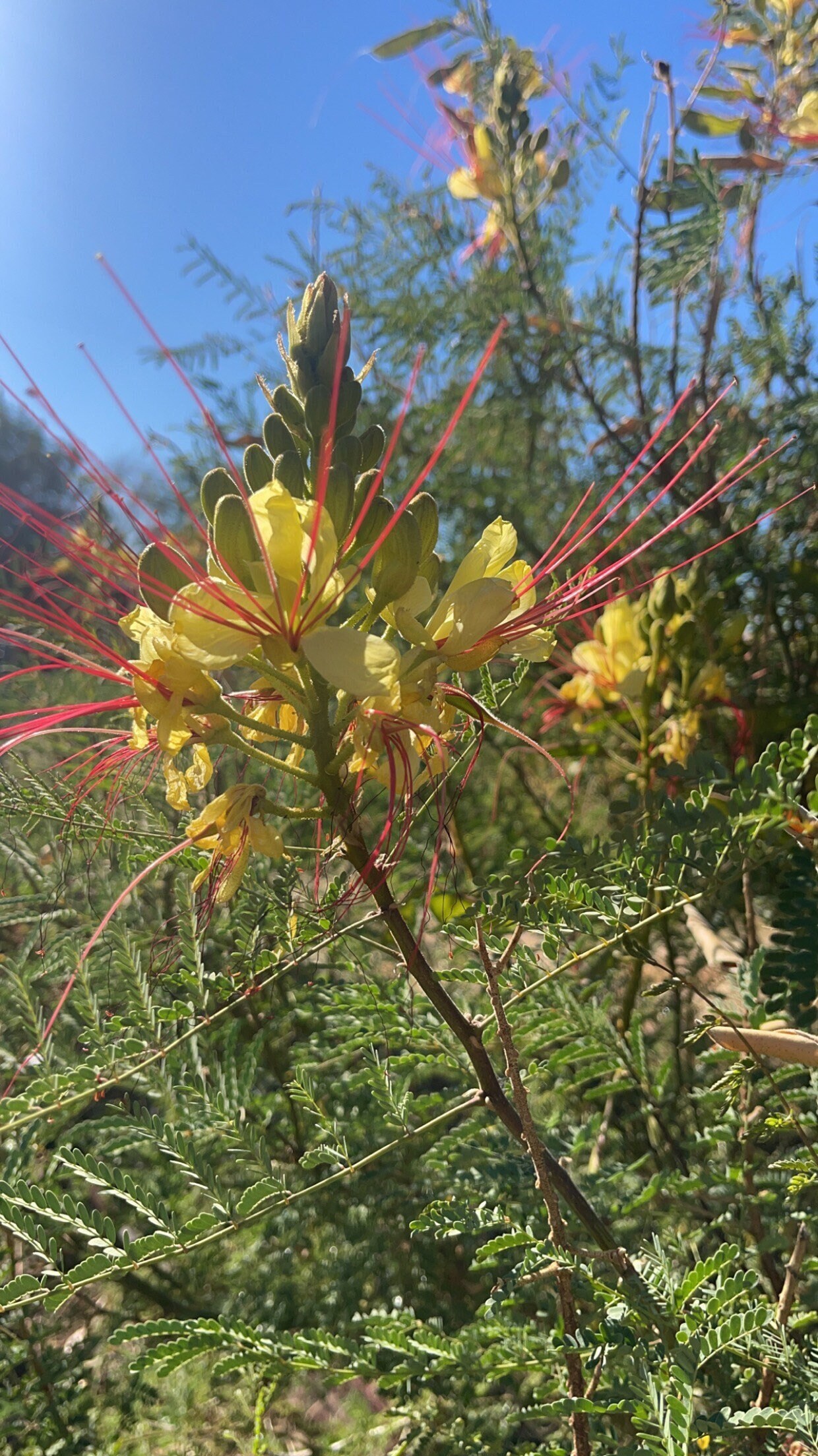 Yellow Desert Bird of Paradise - Etsy
