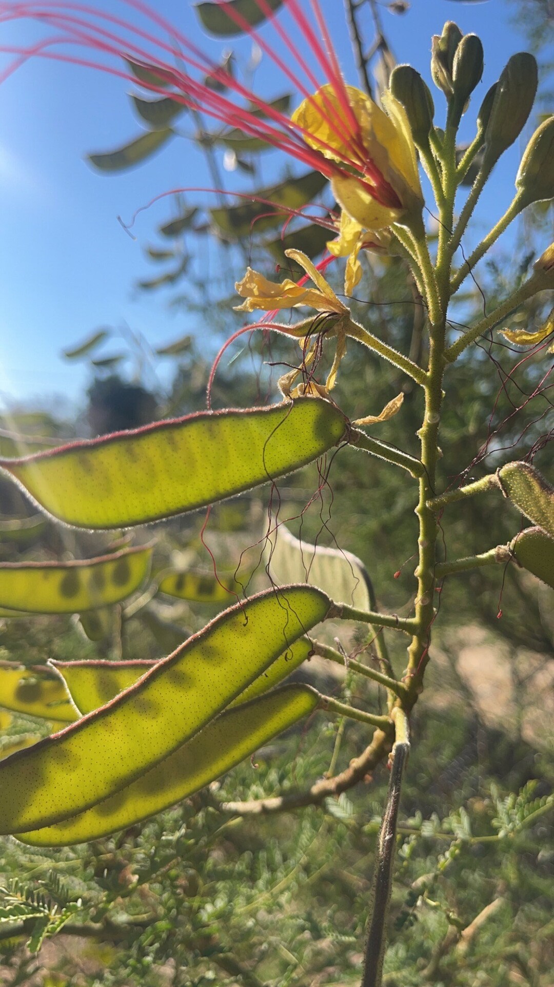 Yellow Desert Bird of Paradise - Etsy